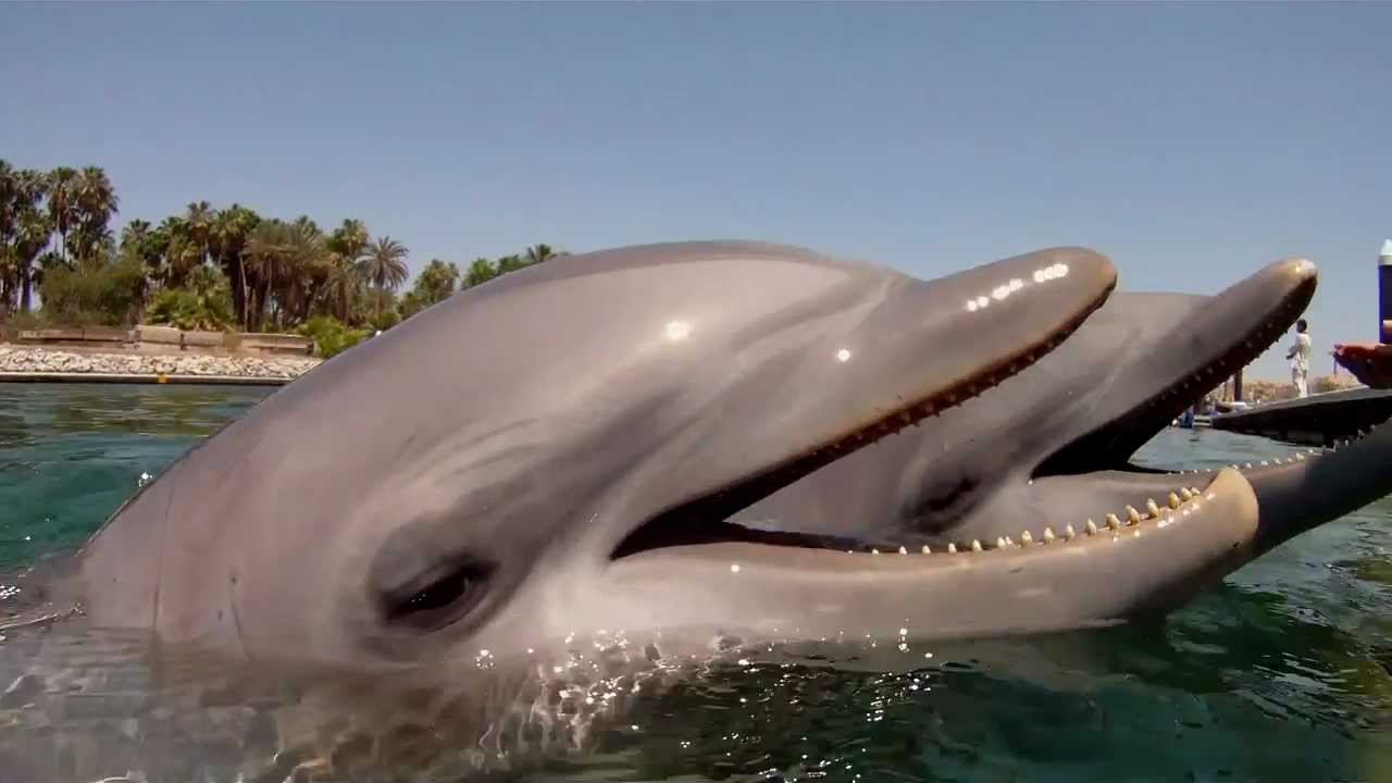 Nadar y bañarse con delfines en Baja California Sur, México